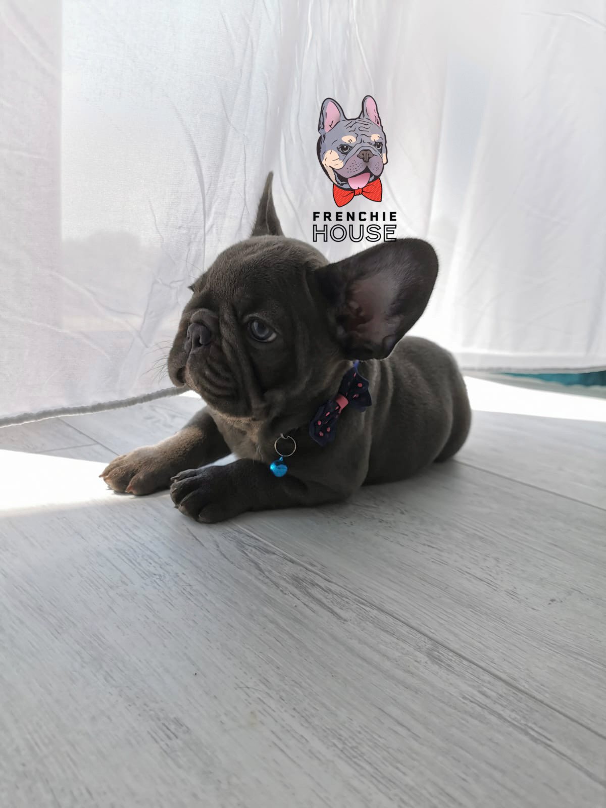 3 Signs That Your Frenchie Needs To Lose Some Weight | Frenchie House