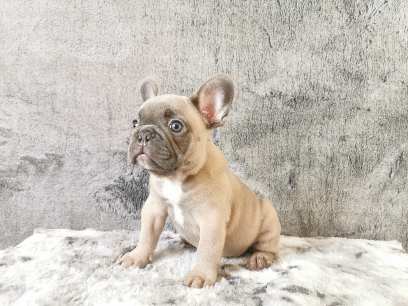 Caring For Your Frenchie During The Summer | Frenchie House