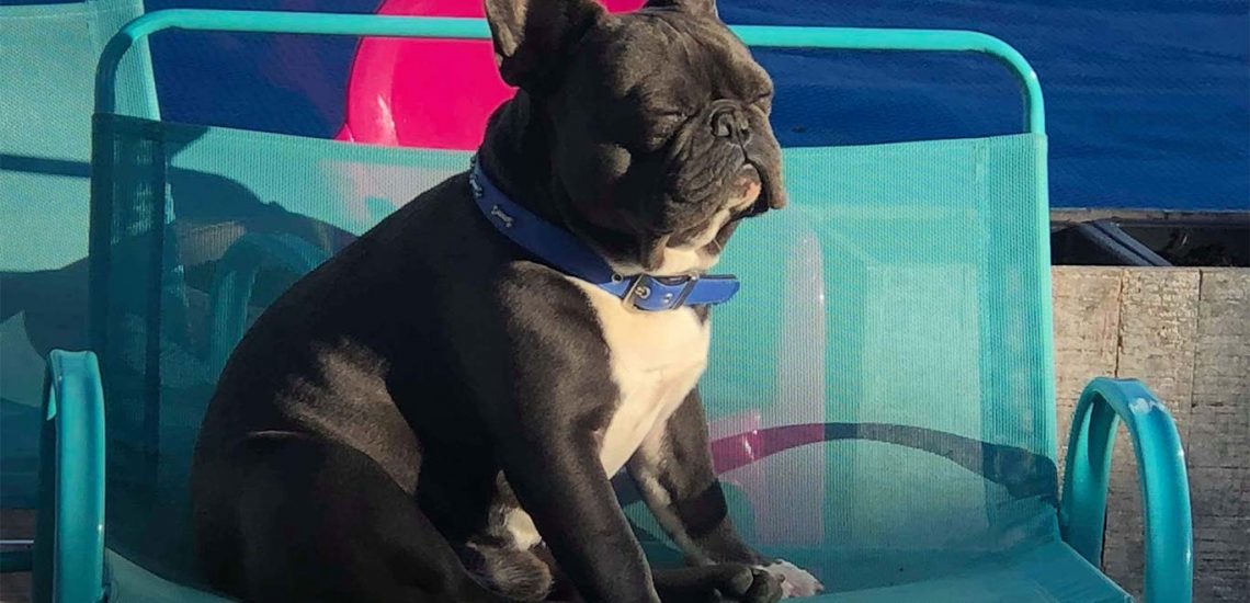 Caring For Your Frenchie | Frenchie House